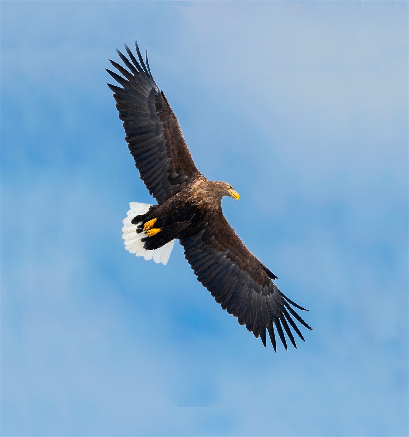 Den flyvende dør - Forstå.dk